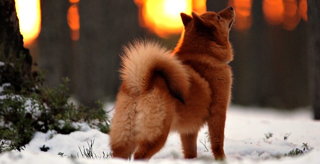 pystykorva – Keski-Lapin Hirvikoirayhdistys ry